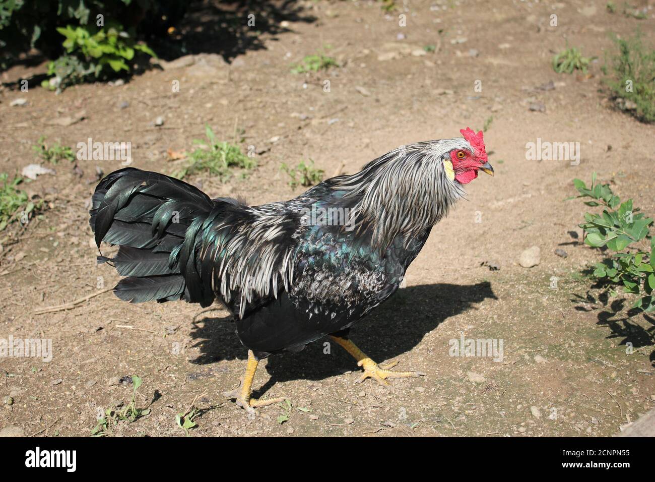 Chicken flock on the farm Stock Photo - Alamy