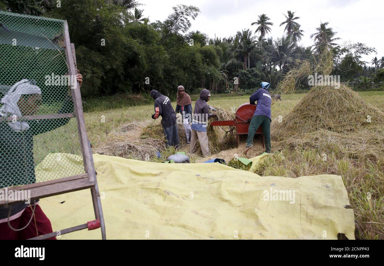 Palay palay hi-res stock photography and images - Alamy