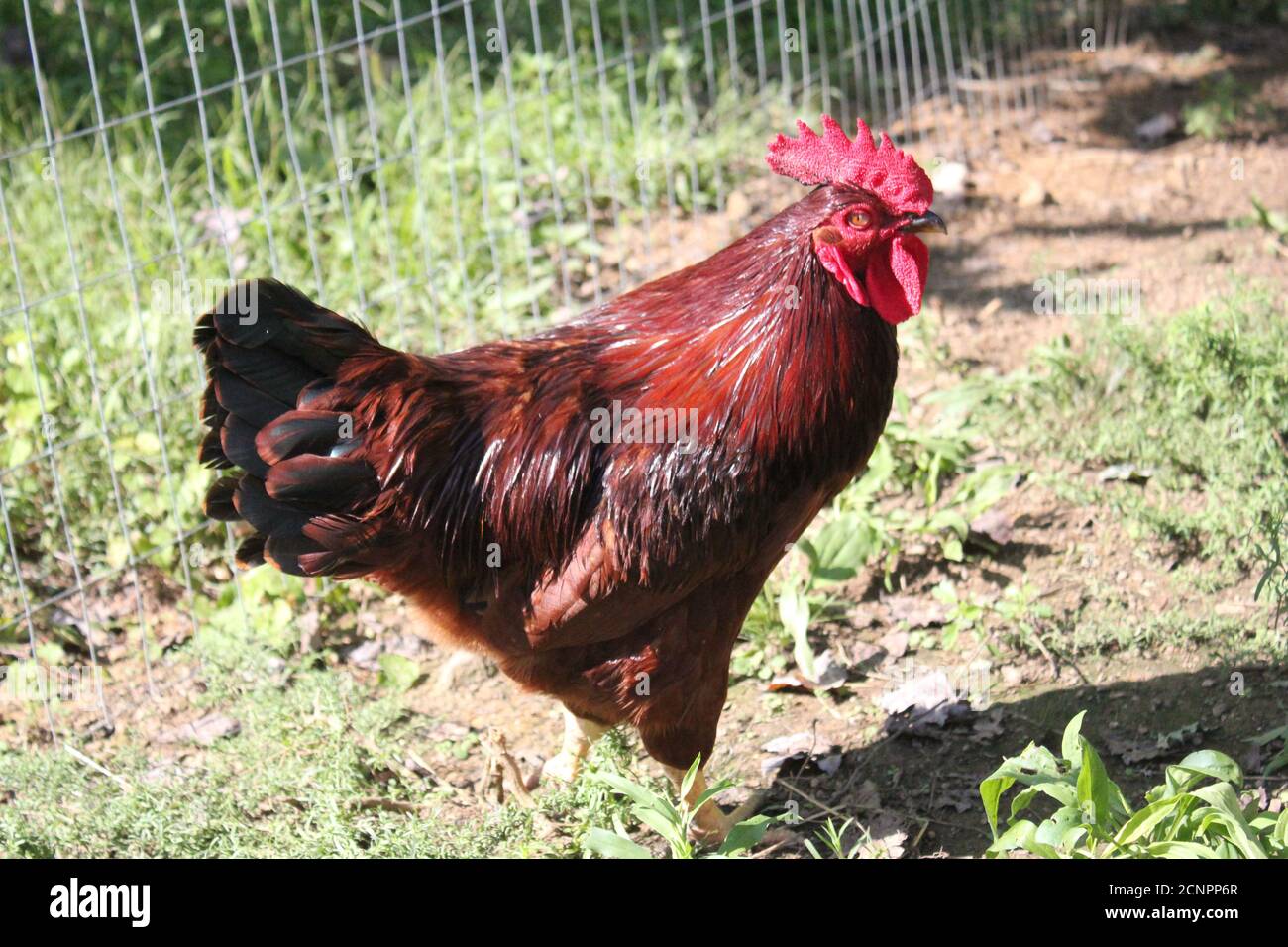 Chicken flock on the farm Stock Photo - Alamy
