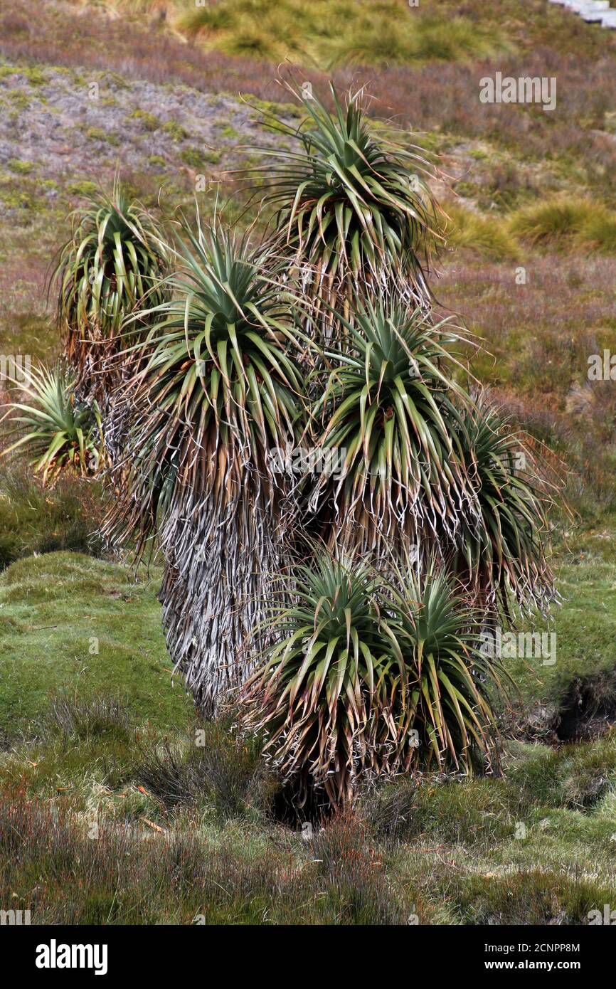 Giant Grass Tree, Tasmania, Australia Stock Photo - Alamy
