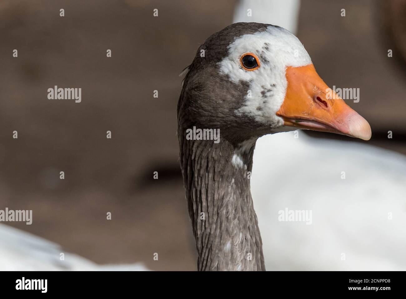 Goose in profile hi-res stock photography and images - Alamy