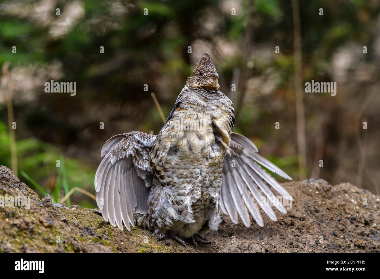 Ruffed grouse (Bonassa umbellus) Male drumming behaviour in spring ...