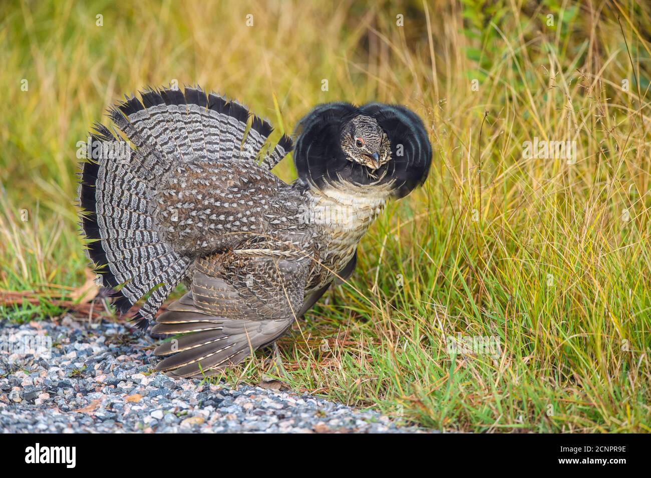 Ruffed grouse (Bonassa umbellus) Male in autumn display, Greater ...