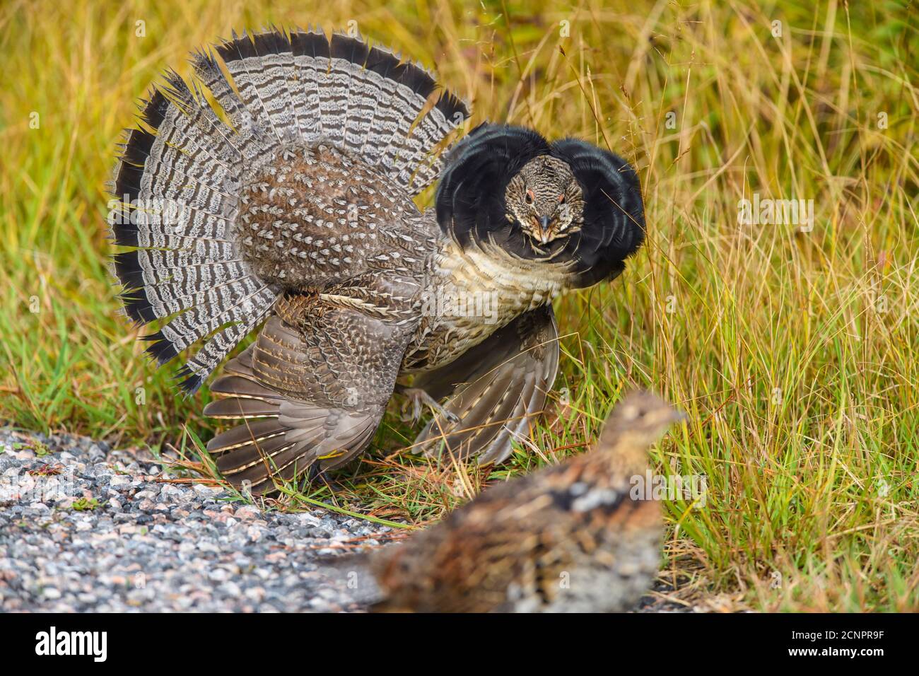 Native canadian dance hi-res stock photography and images - Alamy