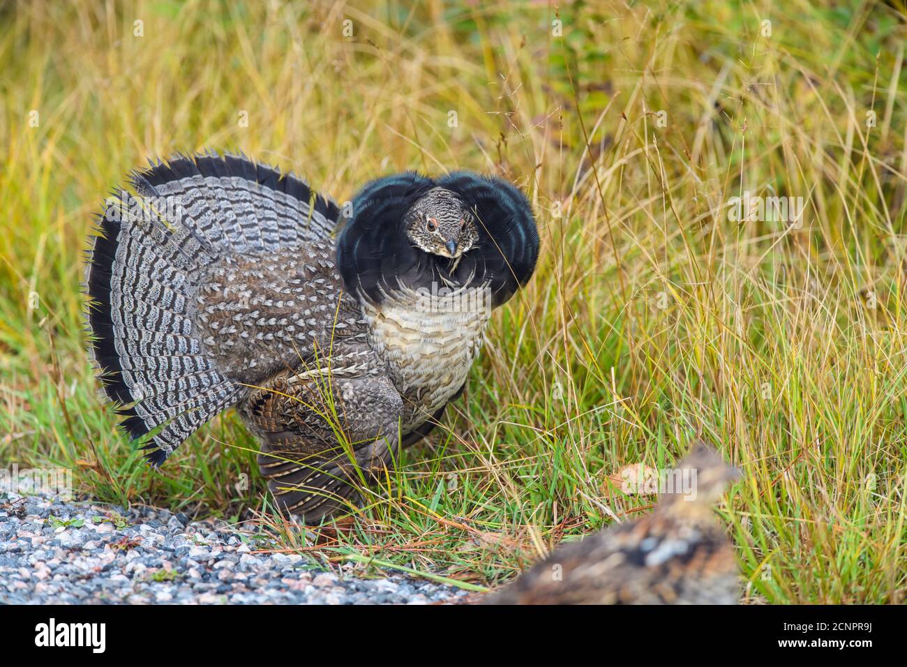 Native american bird dance hi-res stock photography and images - Alamy