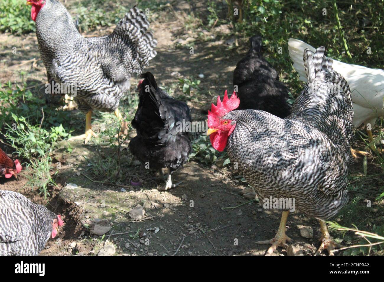 Chicken flock on the farm Stock Photo - Alamy