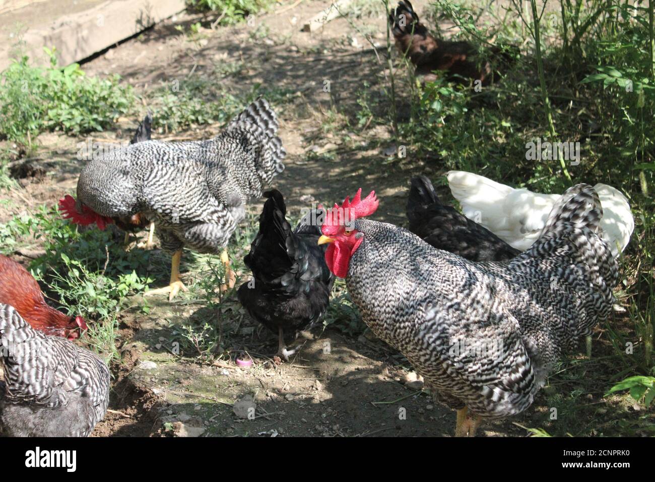 Chicken flock on the farm Stock Photo - Alamy