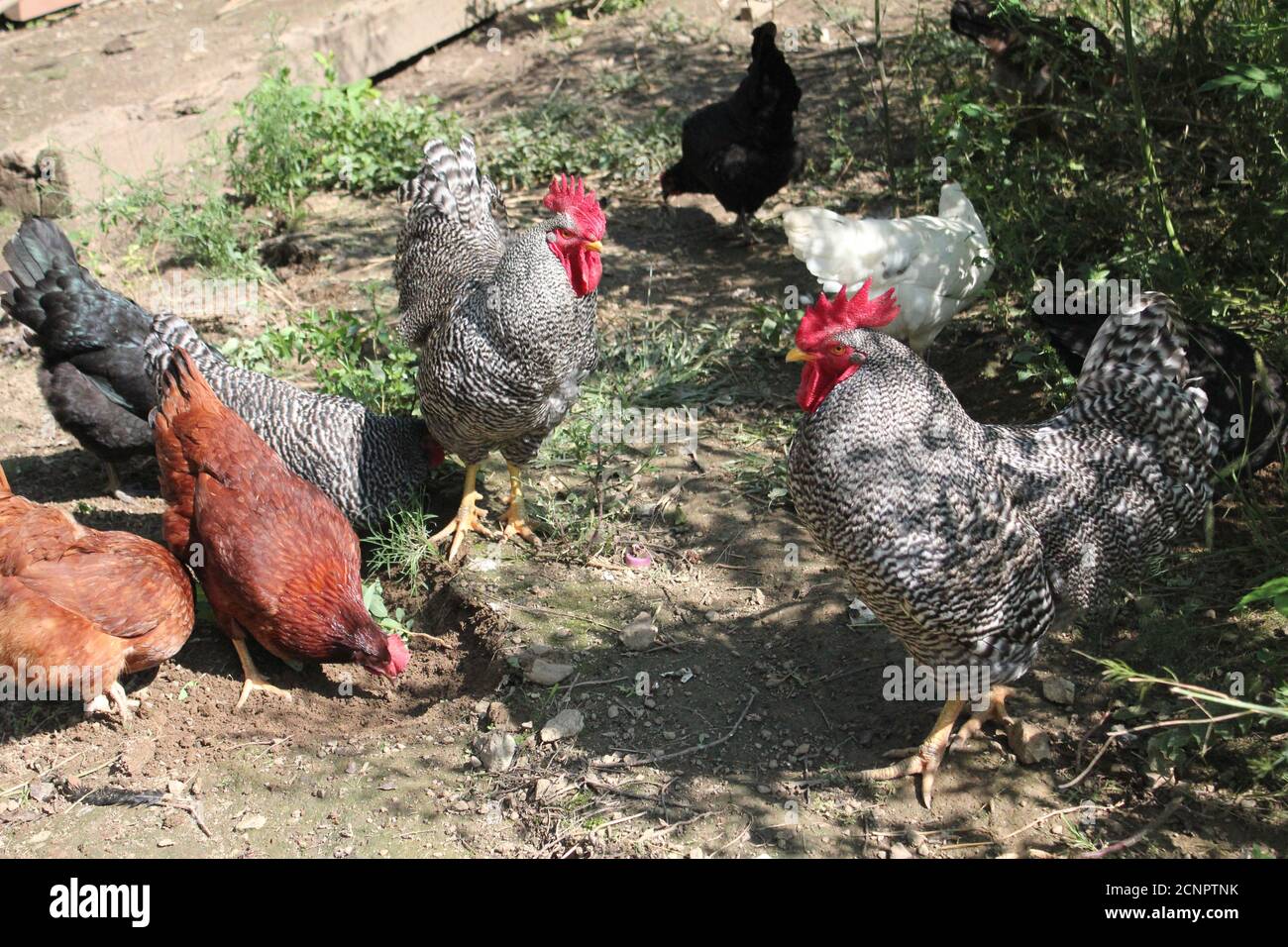 Chicken flock on the farm Stock Photo - Alamy