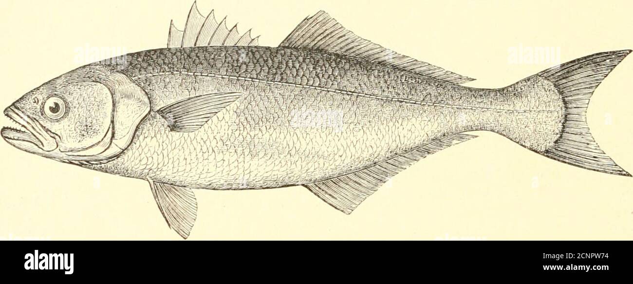 Tailor fish hi-res stock photography and images - Alamy