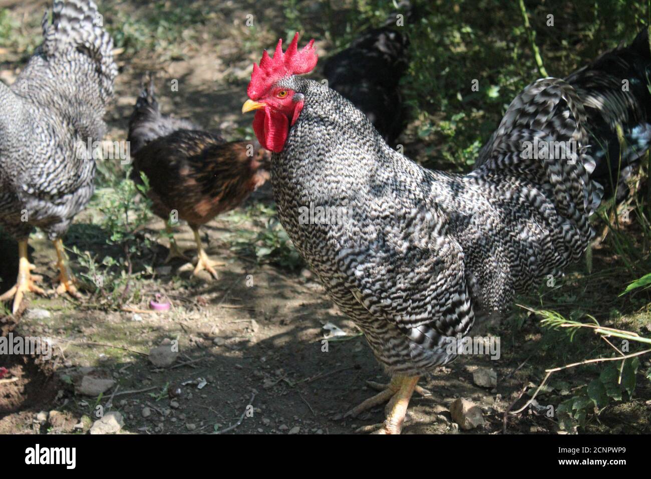 Chicken flock on the farm Stock Photo - Alamy