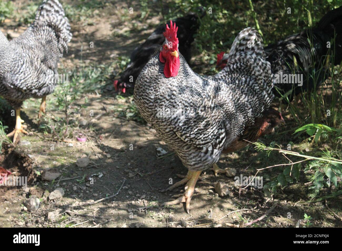 Chicken flock on the farm Stock Photo - Alamy