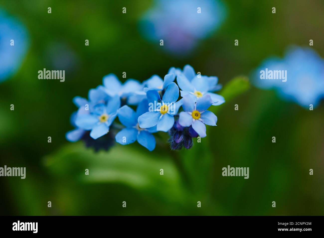Forest forget-me-not (Myosotis sylvatica), blossom, close-up Stock ...