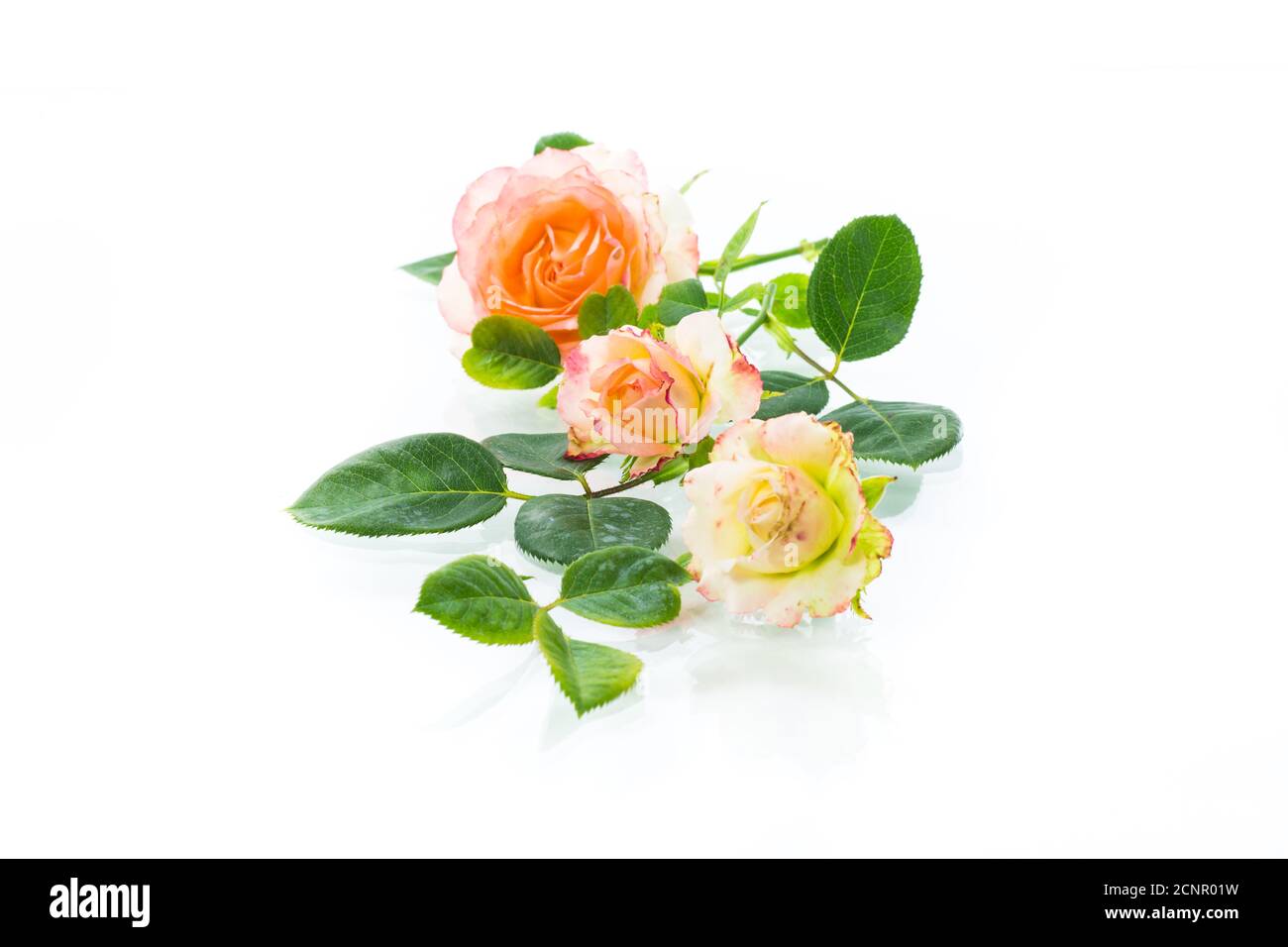 pink beautiful summer roses on white background Stock Photo - Alamy