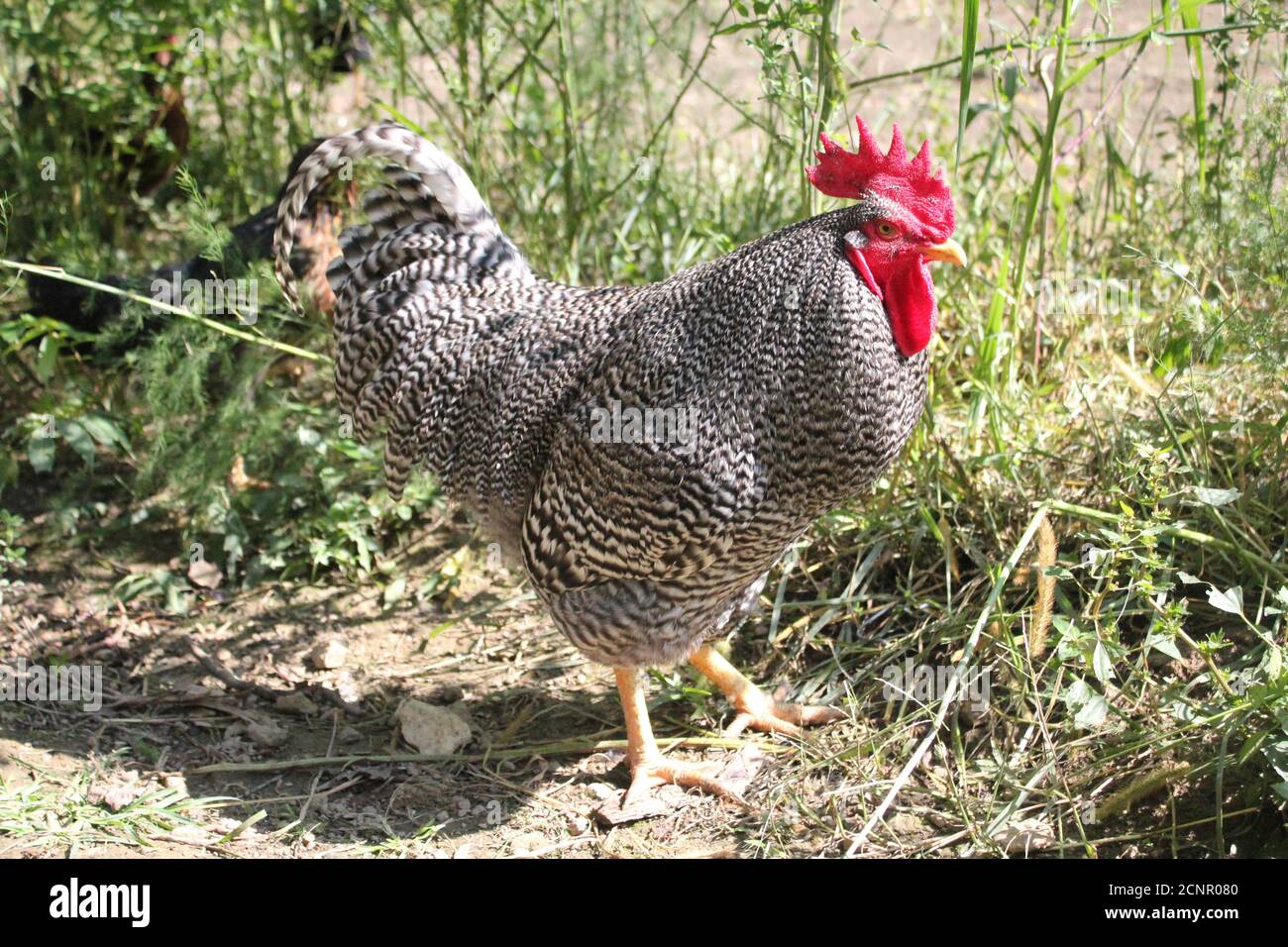 Chicken flock on the farm Stock Photo - Alamy
