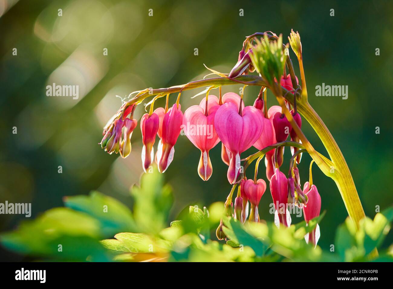 Lamprocapnos spectabilis leaves hi-res stock photography and images - Alamy