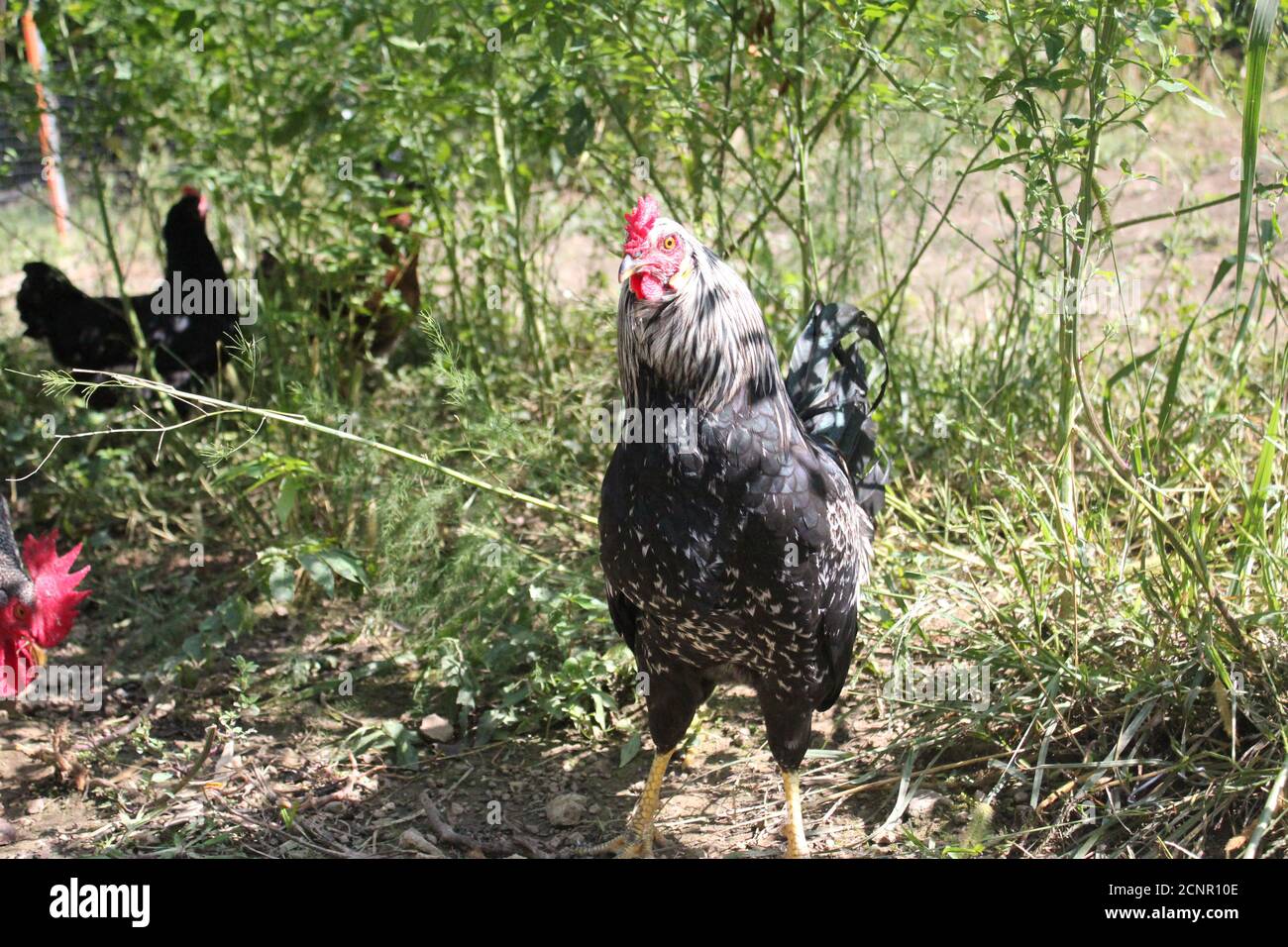Chicken flock on the farm Stock Photo - Alamy