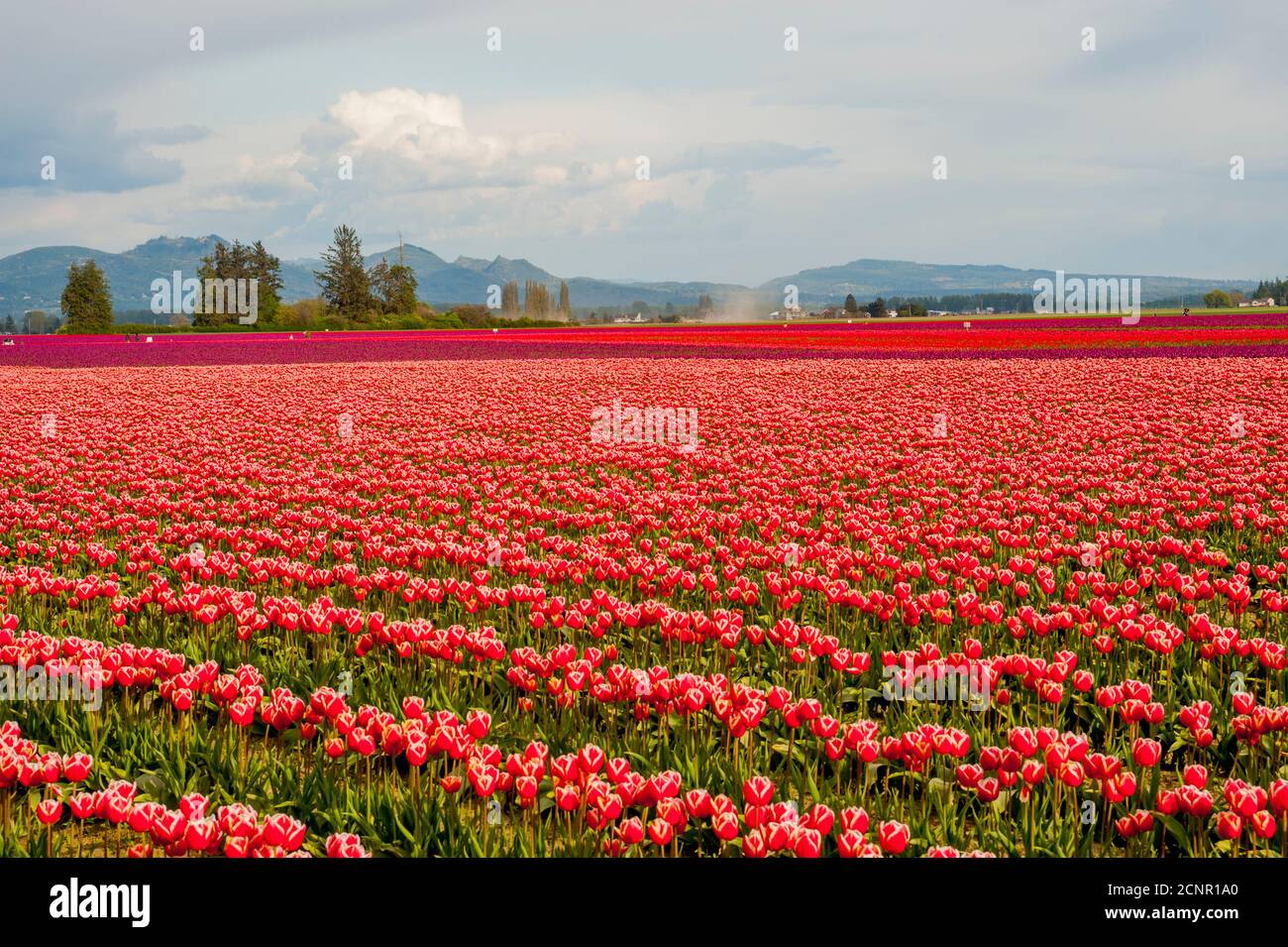 View of tulip fields in springtime in the Skagit Valley near Mount ...
