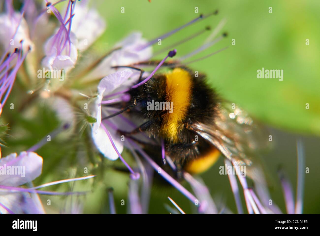 Closeup shot of a bee on the flower Stock Photo - Alamy