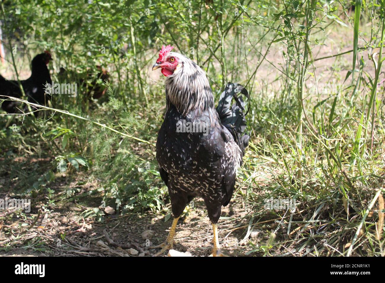 Chicken flock on the farm Stock Photo - Alamy
