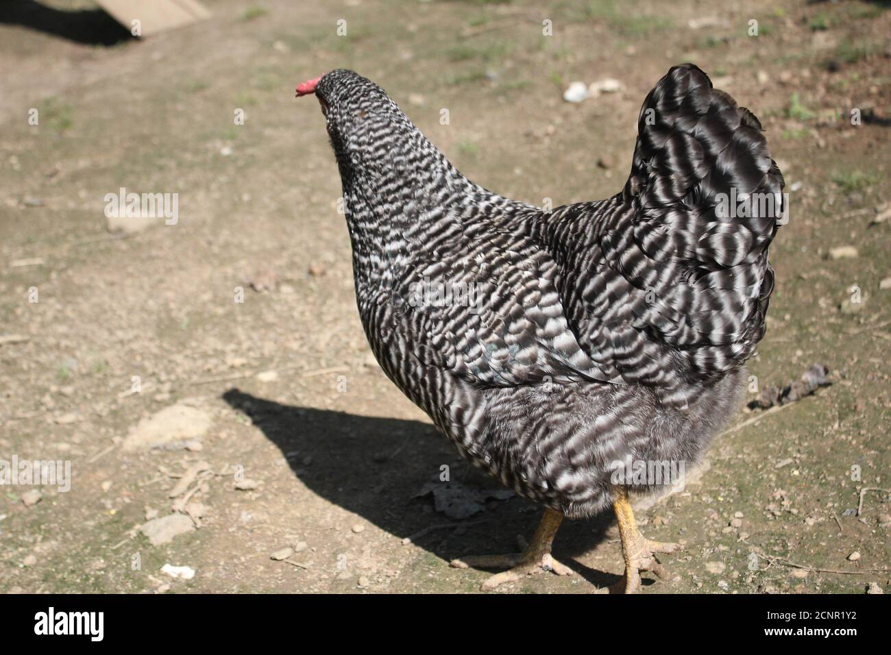Chicken flock on the farm Stock Photo - Alamy
