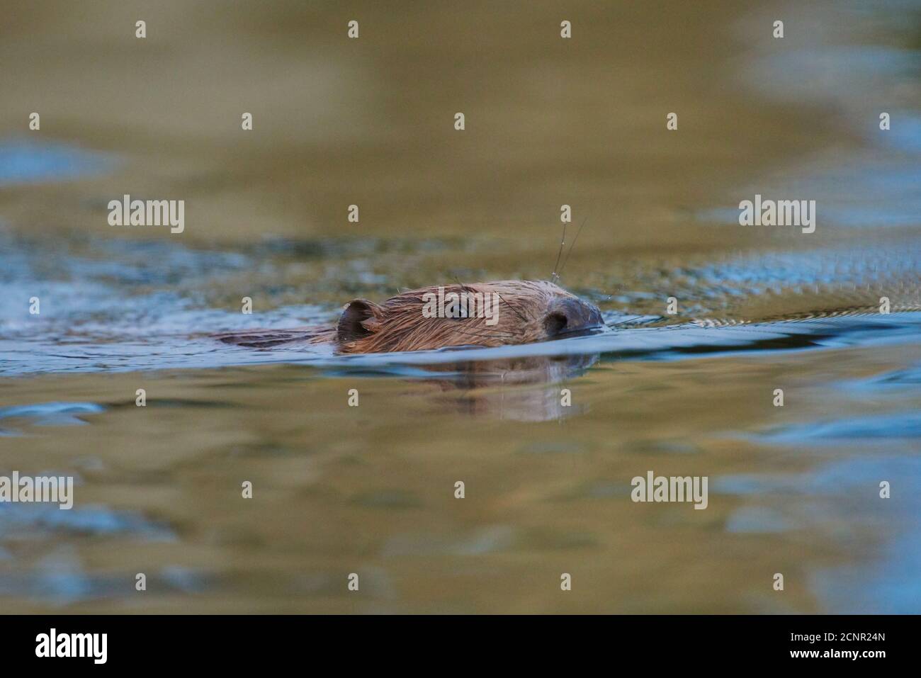 European beaver (Castor fiber), Danube, Regensburg, shore, sideways ...