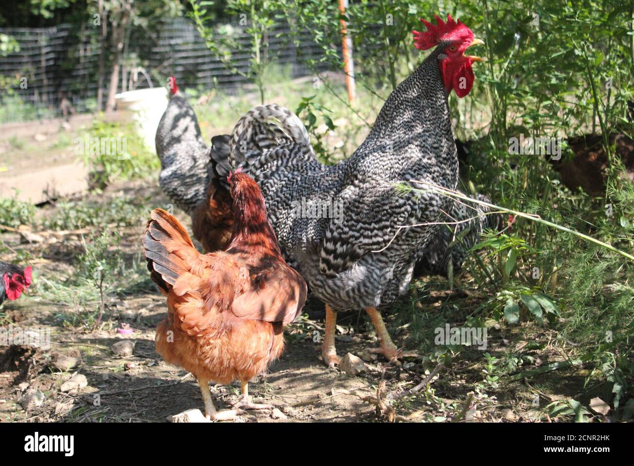 Chicken flock on the farm Stock Photo - Alamy