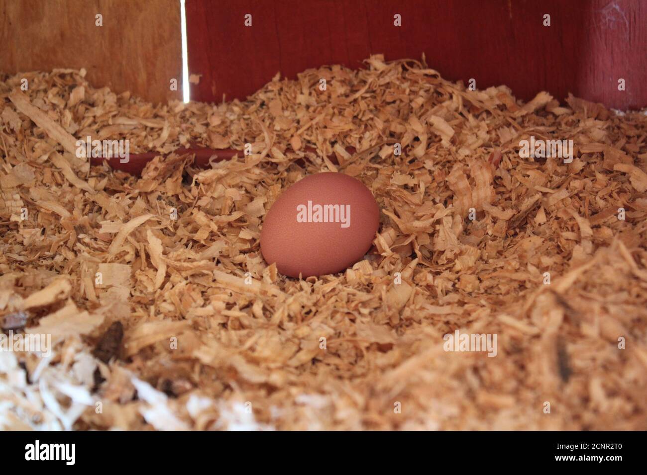 Chicken eggs laying in nest Stock Photo - Alamy