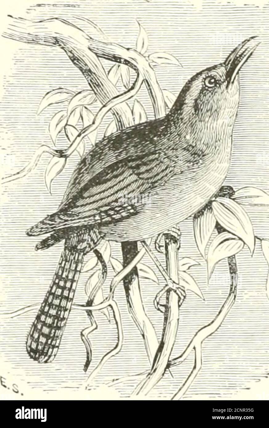 . The birds of eastern North America known to occur east of the ...