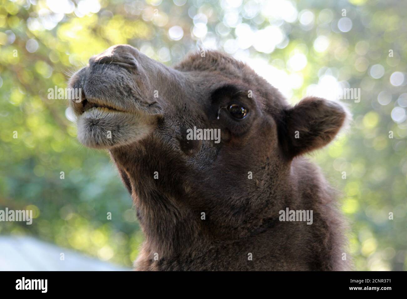 Camelus bactrianus bactrianus baktrisches kamel High Resolution Stock ...