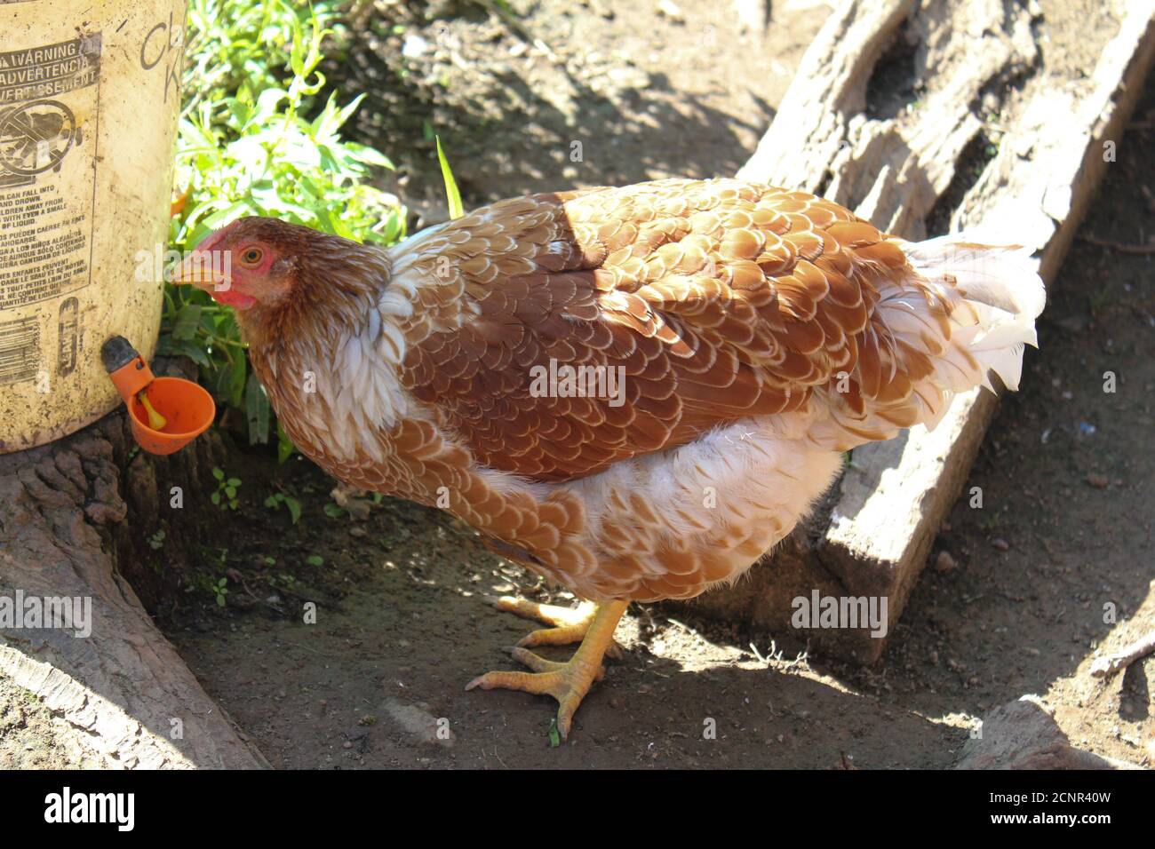 Chicken flock on the farm Stock Photo - Alamy