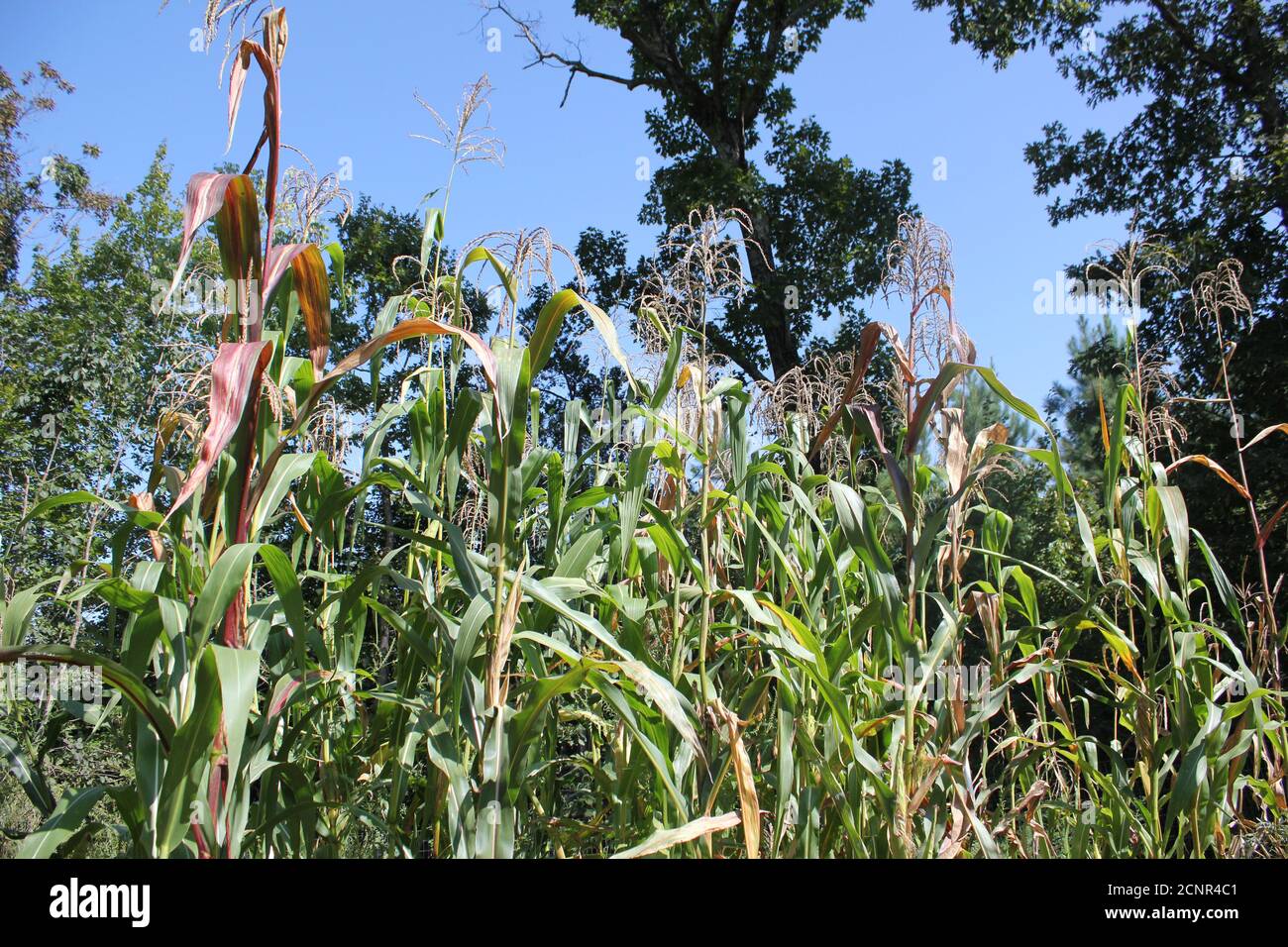 Corn stalks at harvest Stock Photo - Alamy