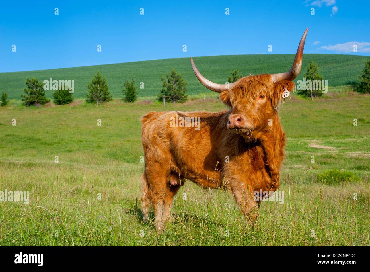Scottish breed of rustic cattle hi-res stock photography and images - Alamy