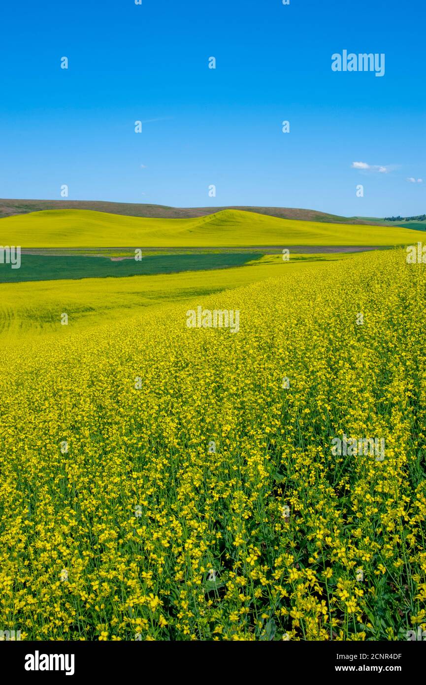 A canola field in Whitman County in the Palouse near Pullman, Eastern ...
