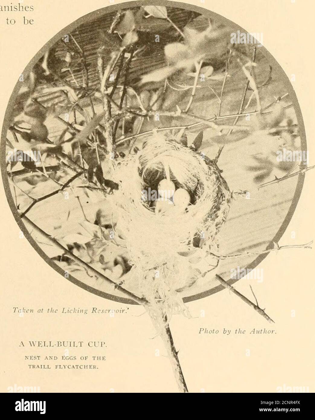 Well concealed cup hi-res stock photography and images - Alamy