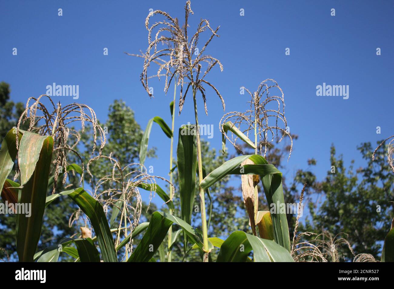 Corn stalks at harvest Stock Photo - Alamy