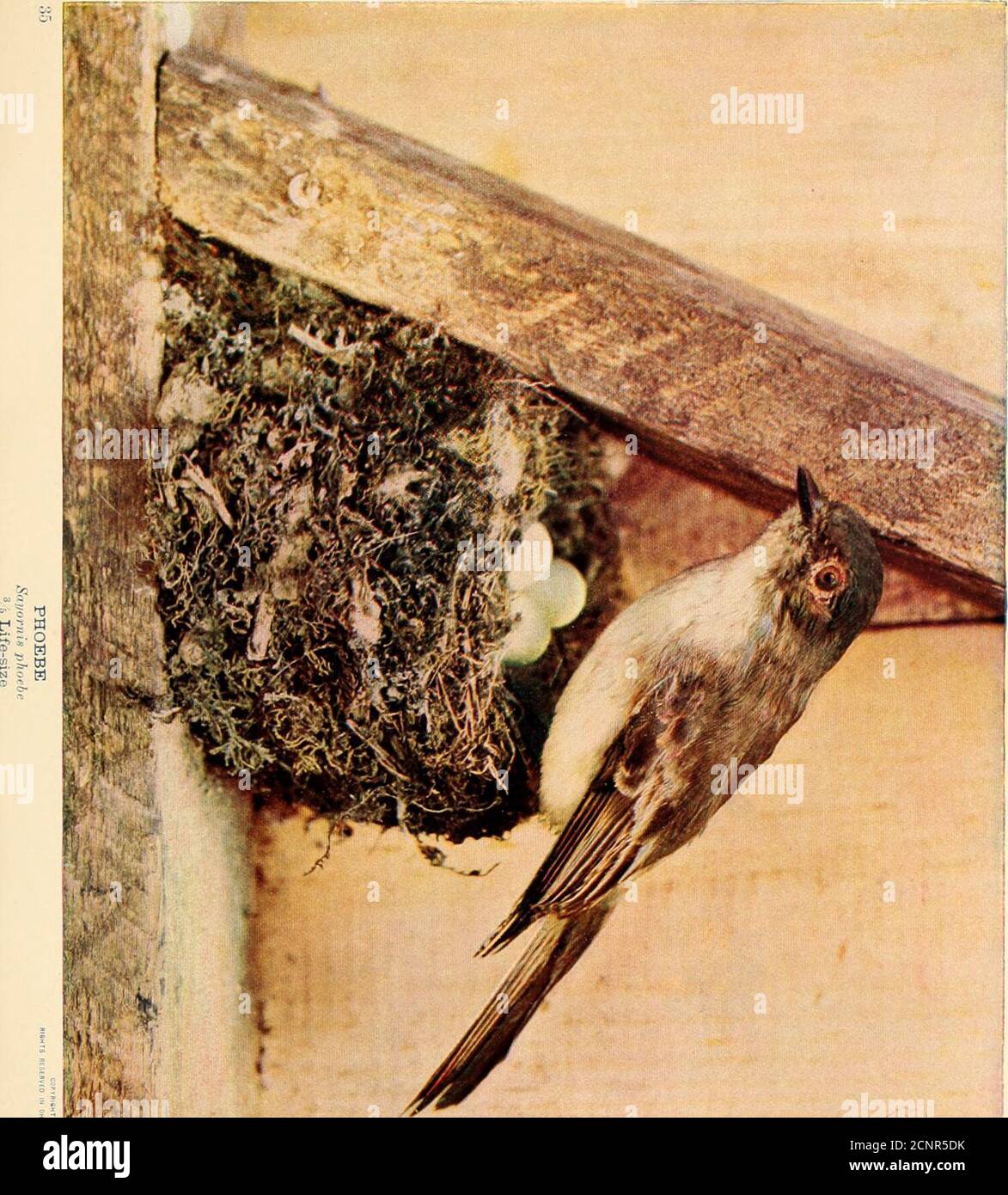 Prominent white wing bars hi-res stock photography and images - Alamy