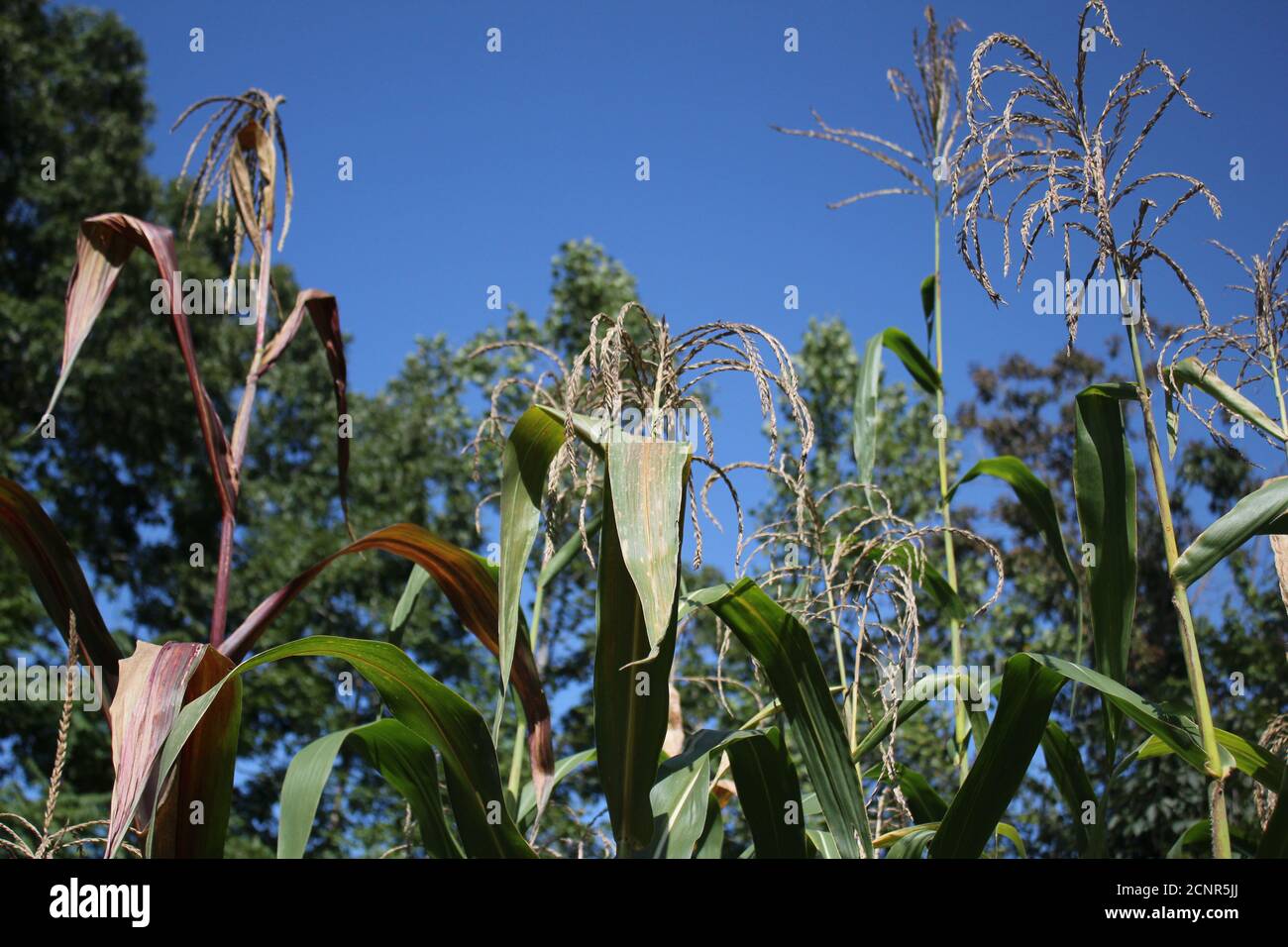 Corn stalks at harvest Stock Photo - Alamy