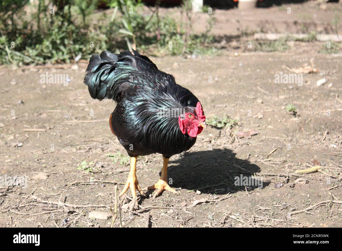 Chicken flock on the farm Stock Photo - Alamy