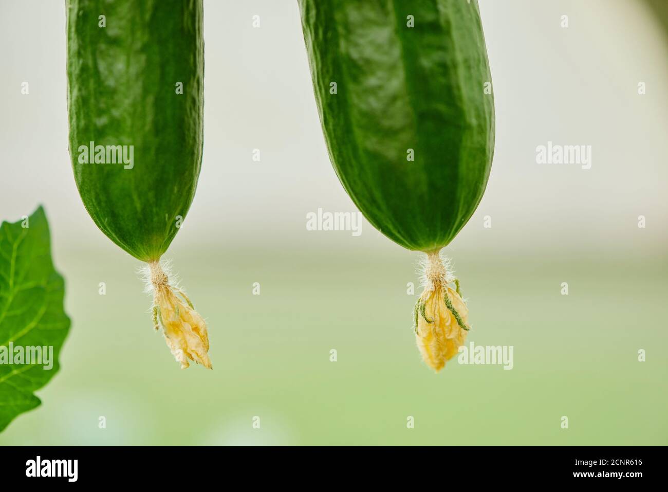 Cucumber (Cucumis sativus), fruits, breeding, close-up Stock Photo - Alamy
