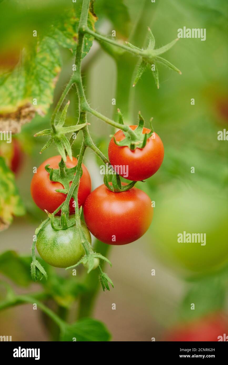 Tomato (Solanum lycopersicum), fruits, ripe, red, breeding, close-up ...