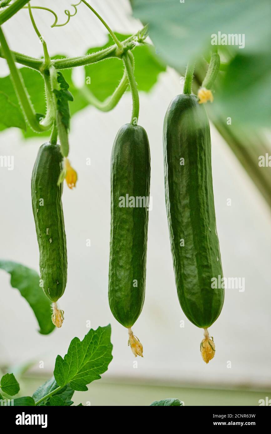Cucumber (Cucumis sativus), fruits, breeding, close-up Stock Photo - Alamy