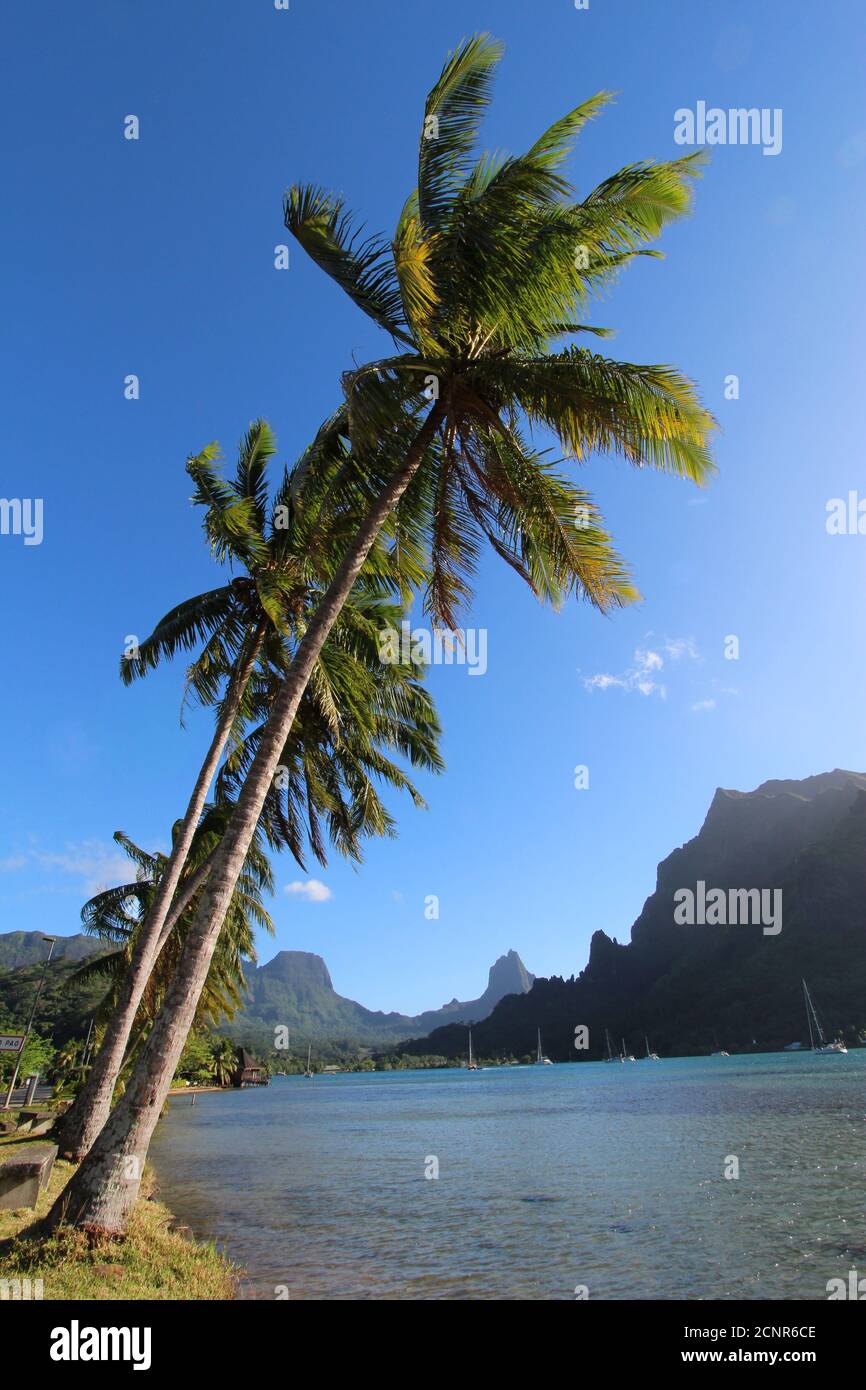 Cooks Bay Moorea is one of the most stunning locations on Earth. Named ...
