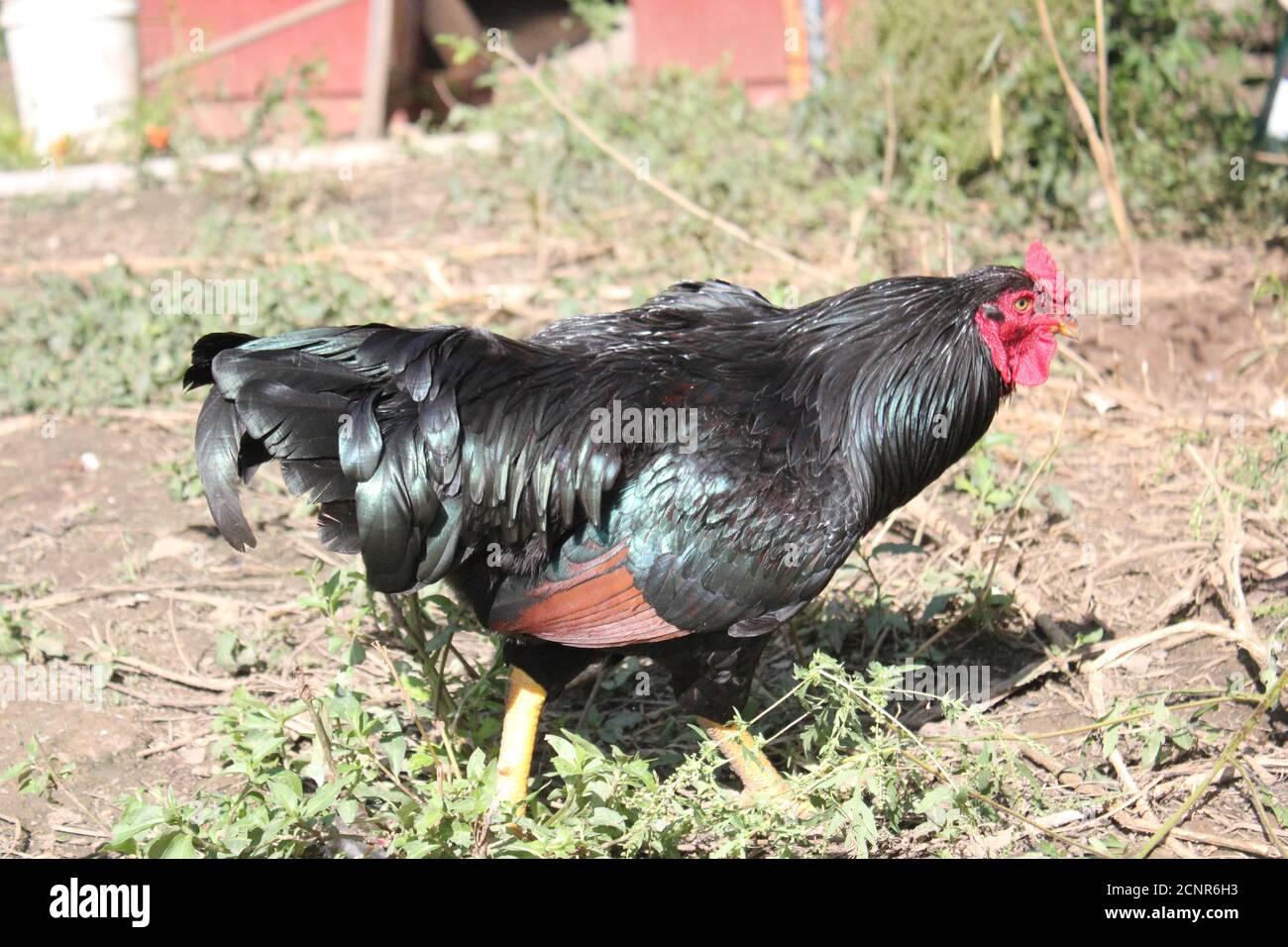 Chicken flock on the farm Stock Photo - Alamy