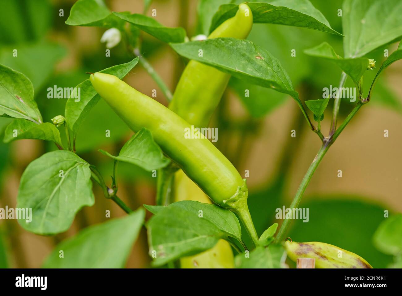 Capsicum annuum solanum hi-res stock photography and images - Alamy