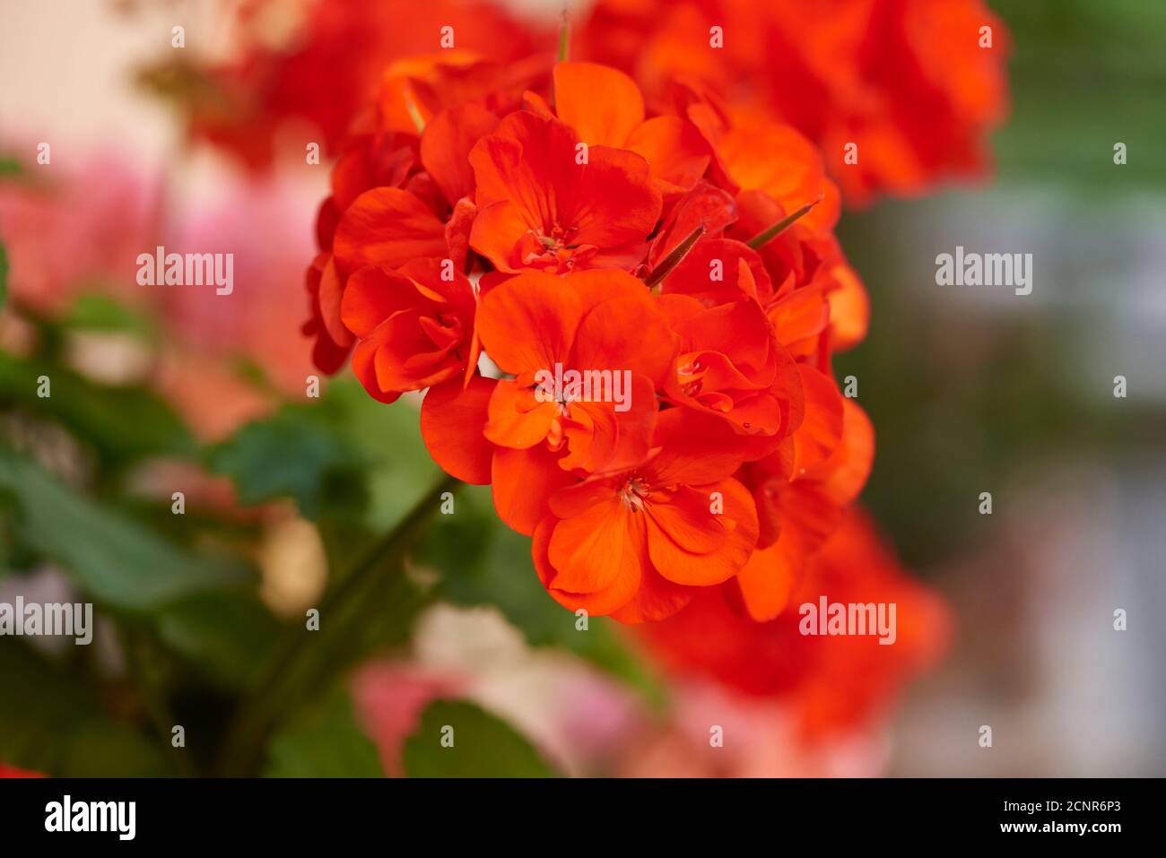 Standing geraniums (Pelargonium zonale hybrids), inflorescence, red ...