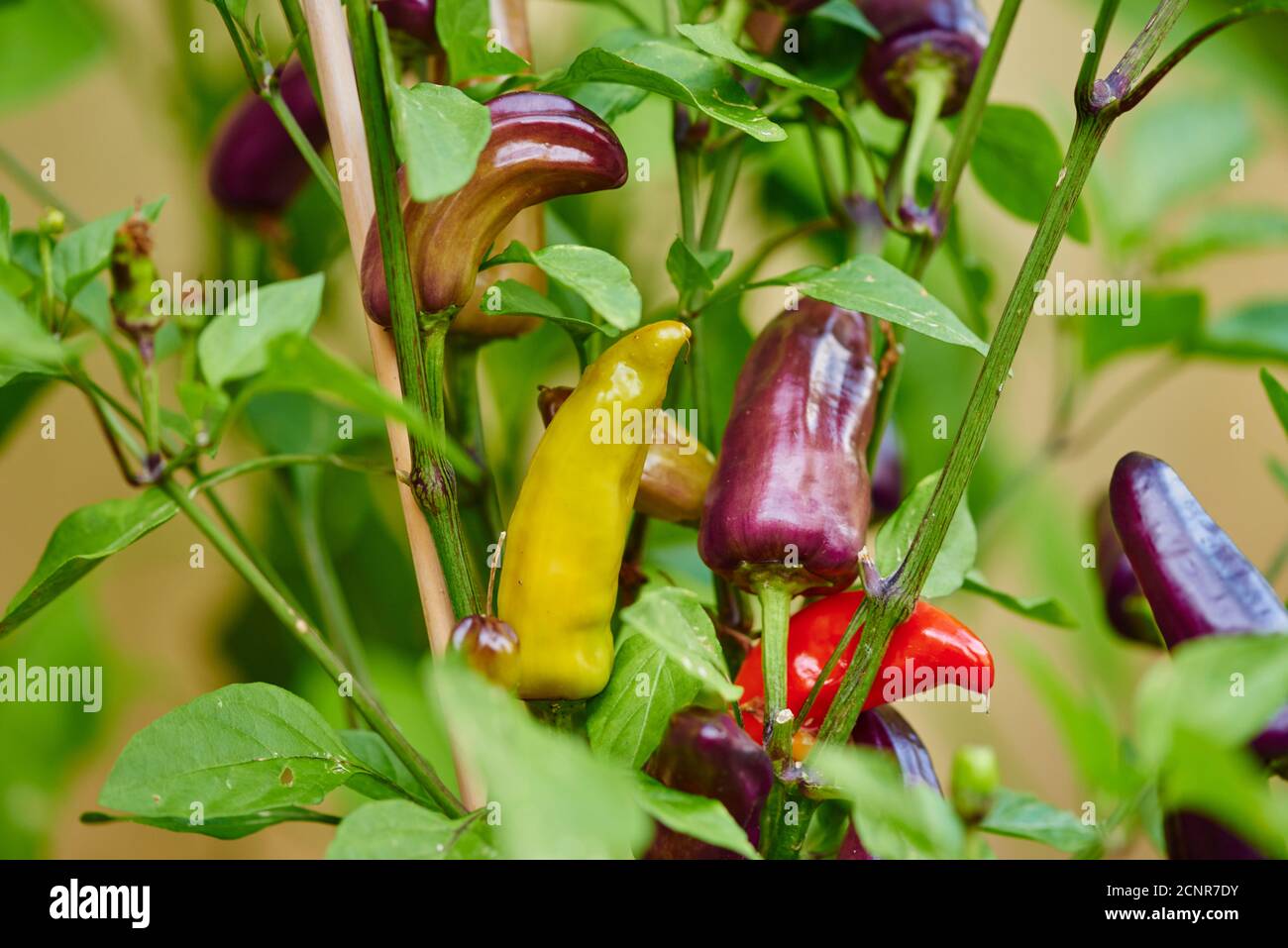 Spanish pepper (Capsicum annuum), fruits, ripe, close-up Stock Photo ...