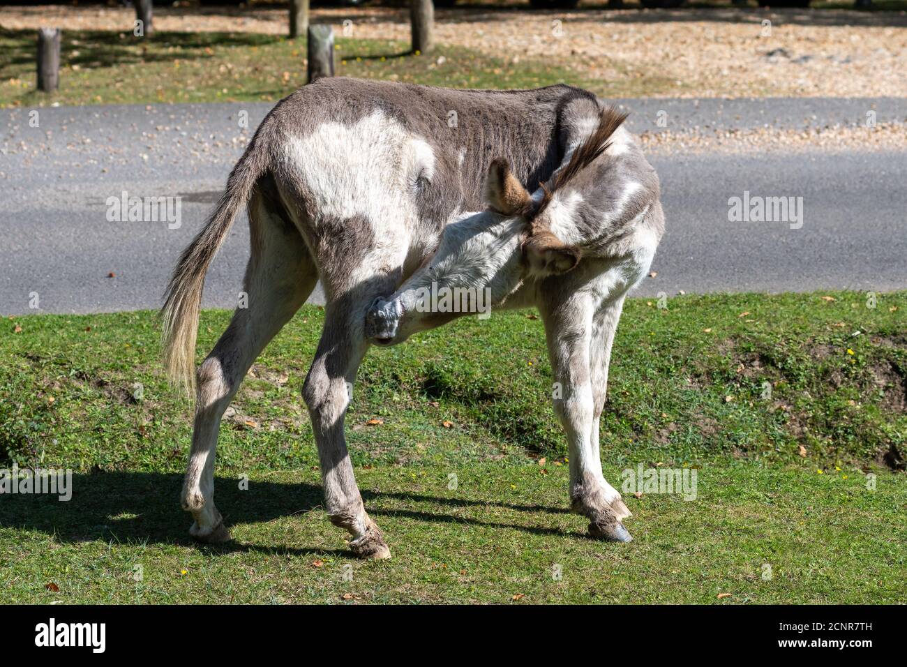 Contorted New Forest donkey biting its own leg to cure an itch ...