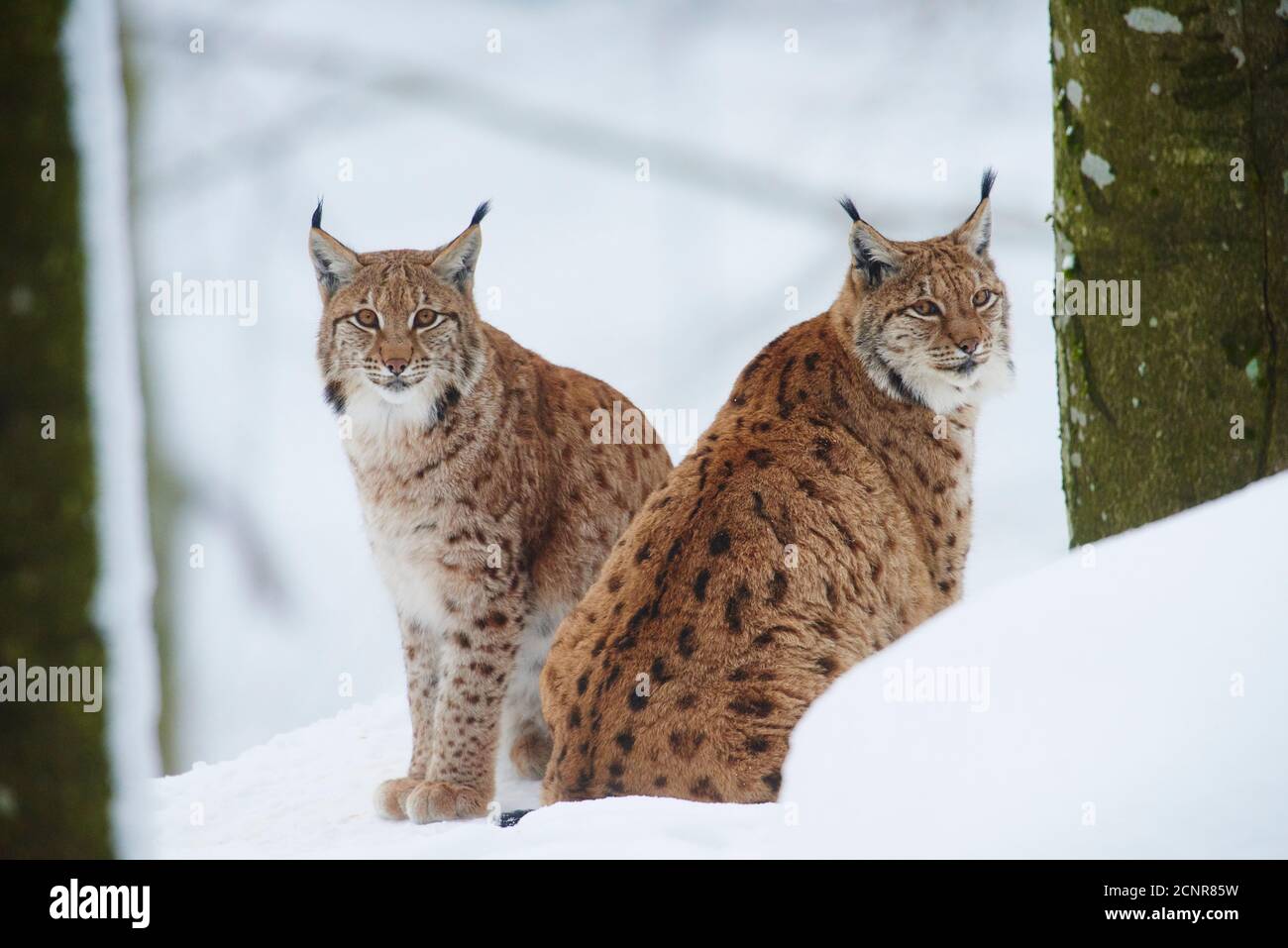 Eurasian lynx (Lynx lynx), frontal, sitting, looking camera Stock Photo ...