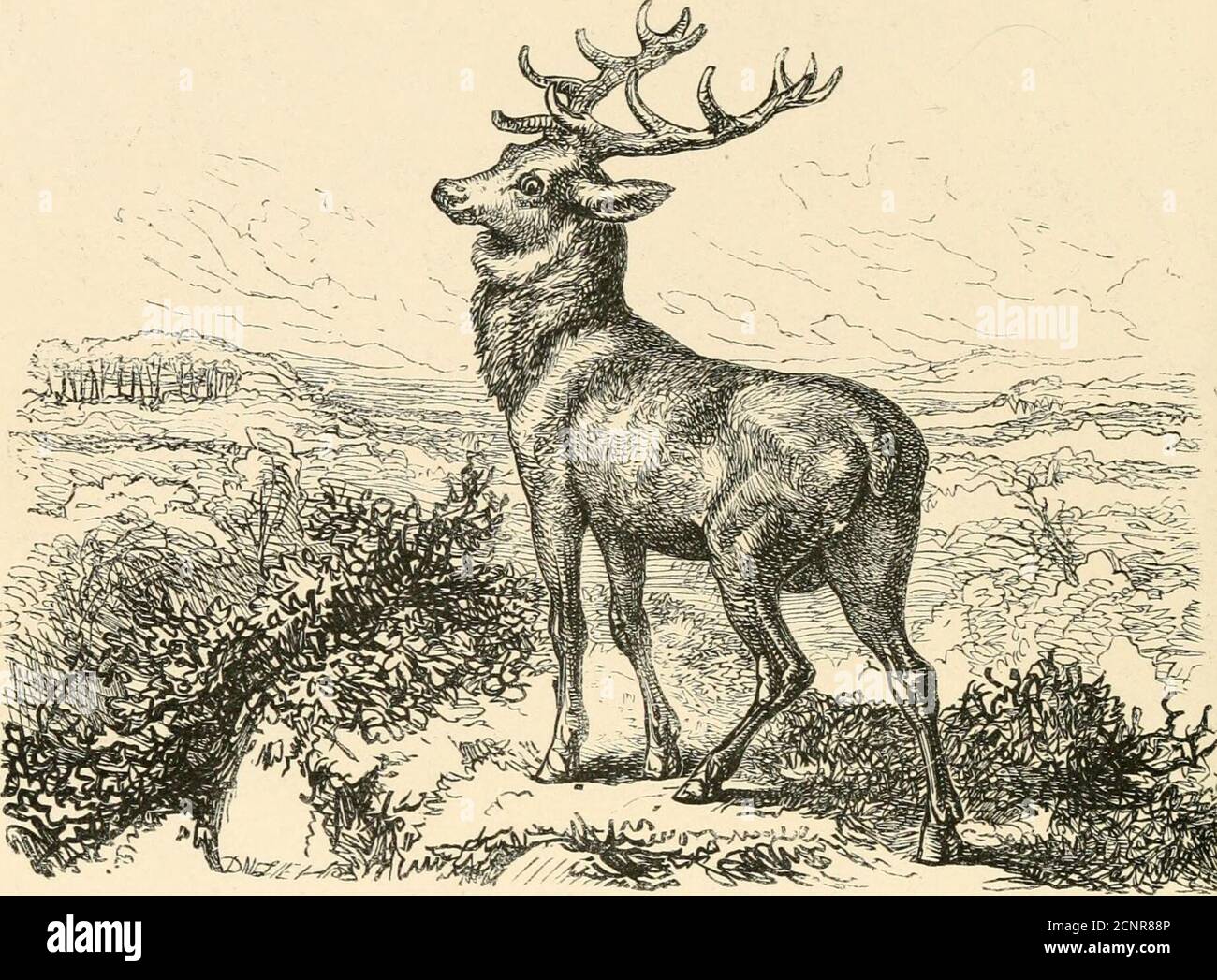 The turnspit dog hi-res stock photography and images - Alamy