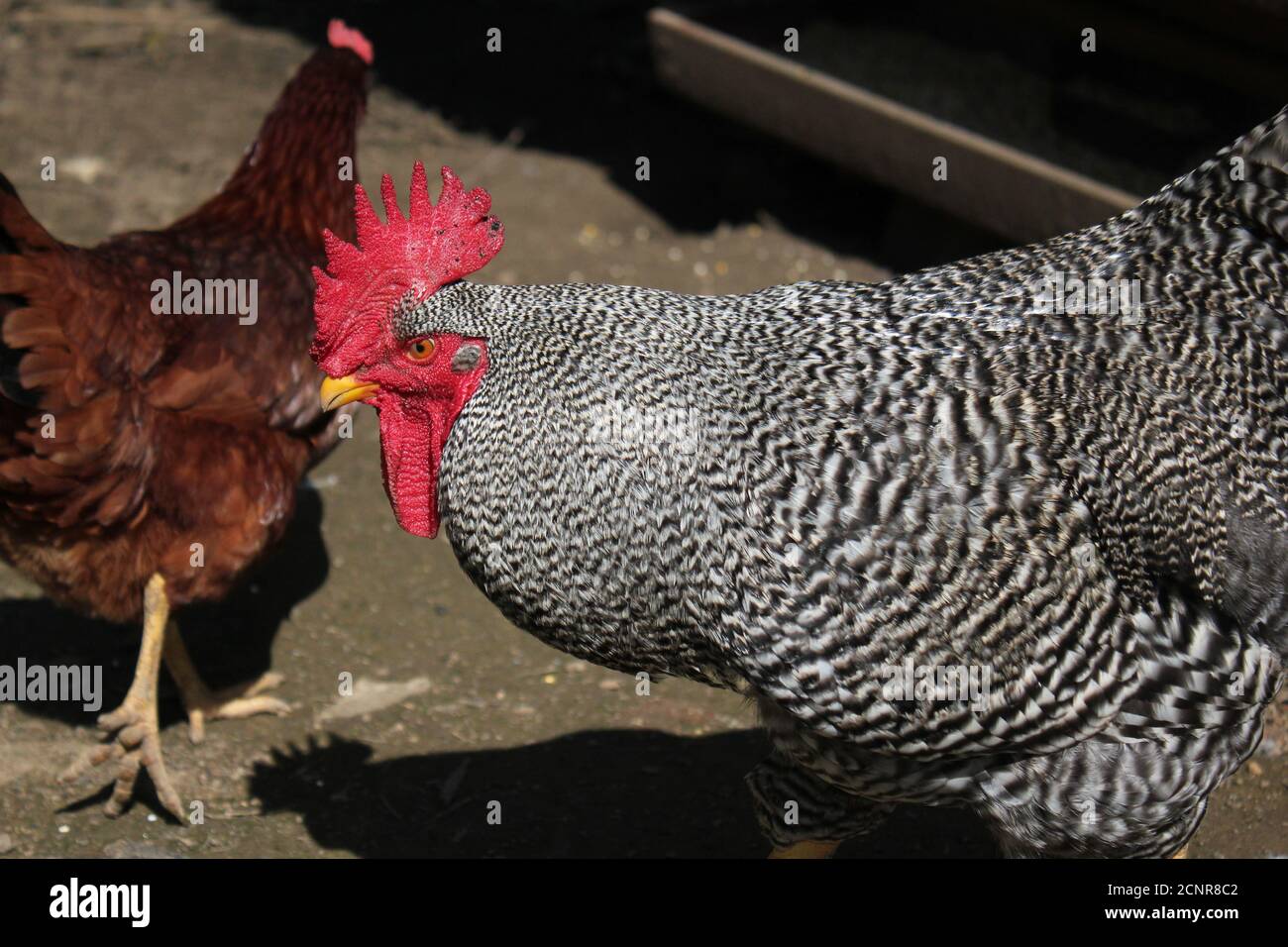 Chicken flock on the farm Stock Photo - Alamy